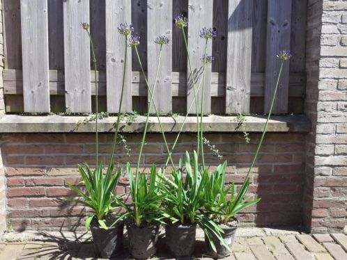 Agapanthus op pot drie soorten - Advertentie 481806