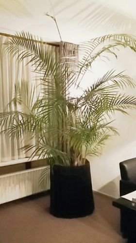 Grote palm plant. Plafondhoogte ruim 25 jaar oud - Advertentie 592757