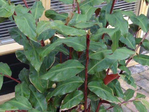 Siergember, Hedychium greenii ,bloei september october, rood ...