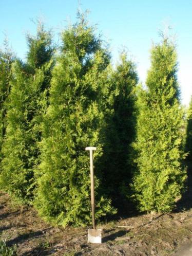 Thuja Brabant Haag Coniferen Planten Kwekerij Groencentrum ...