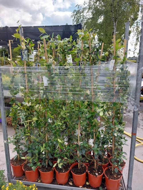 Toscaanse Jasmijn (Trachelospermum jasminoides) klimplant - Advertentie ...