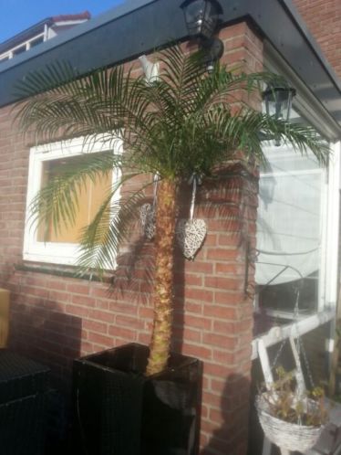 Twee cycas palmen - Advertentie 285435