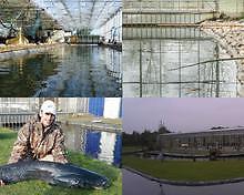 Vissen op forel en meerval in de Indoor Visrivier Reuver - Advertentie ...